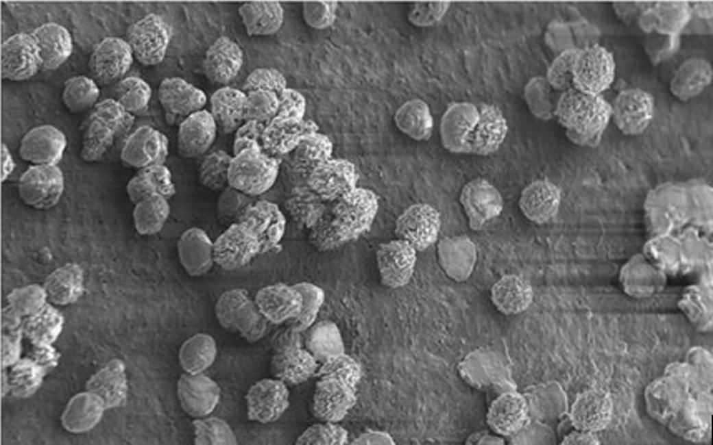 Tom Burley | Pepper Lab